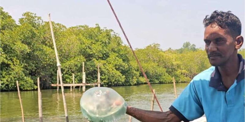 Bentota River Safari -Ahungalla/Bentota/Aluthgama/Kosgoda - The Itinerary: What to Expect