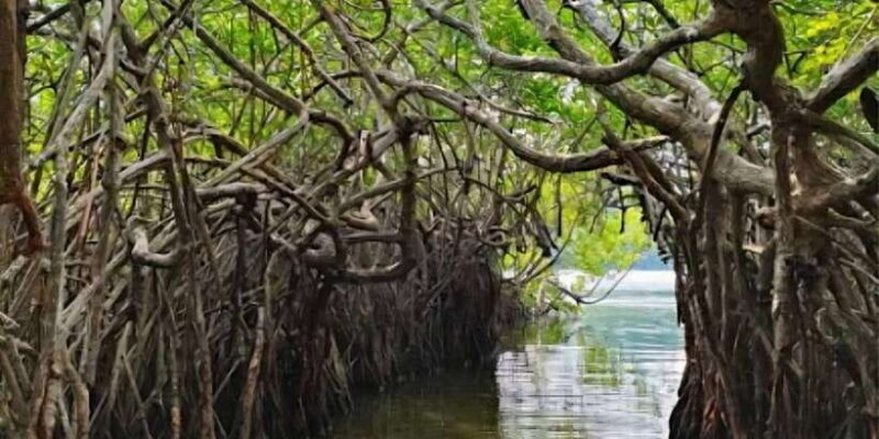 Bentota River Safari -Ahungalla/Bentota/Aluthgama/Kosgoda - What Travelers Say: Authentic Voices