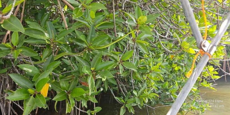 Bentota River Safari -Ahungalla/Bentota/Aluthgama/Kosgoda - Who Would Love This Tour?