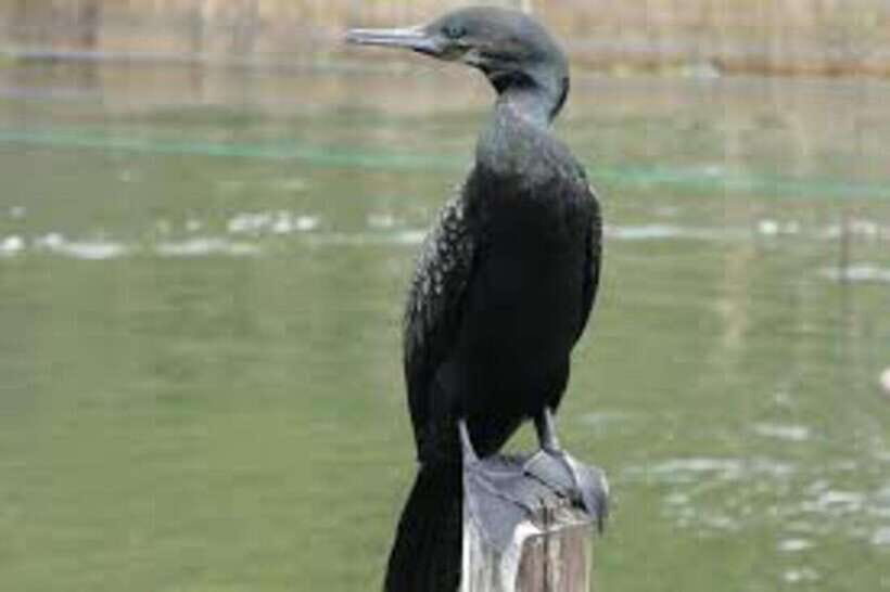 Bentota: River Safari with Hotel Pickup and Drop-Off - Key Points from the Bentota River Safari