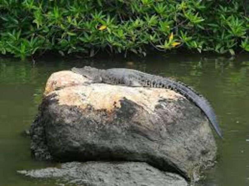 Bentota: River Safari with Hotel Pickup and Drop-Off - The Sum Up