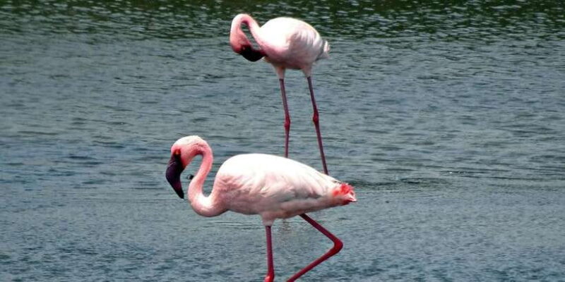 Bentota: swampboat Ride Through Mangrove Forest - Key Points