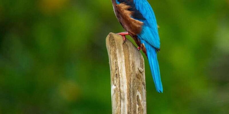 Bentota: swampboat Ride Through Mangrove Forest - What’s Included and What to Keep in Mind