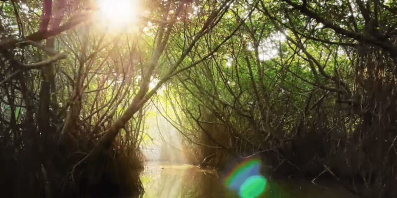 Bentota: swampboat Ride Through Mangrove Forest - Who Should Consider This Tour?