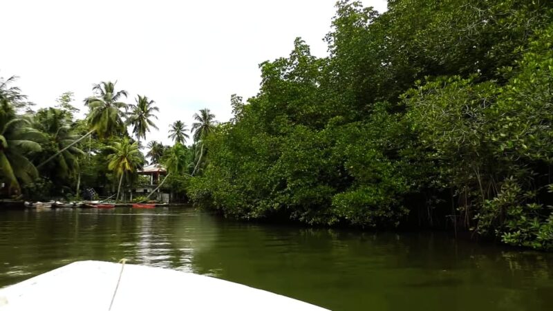 Bentota: swampboat Ride Through Mangrove Forest - Final Thoughts
