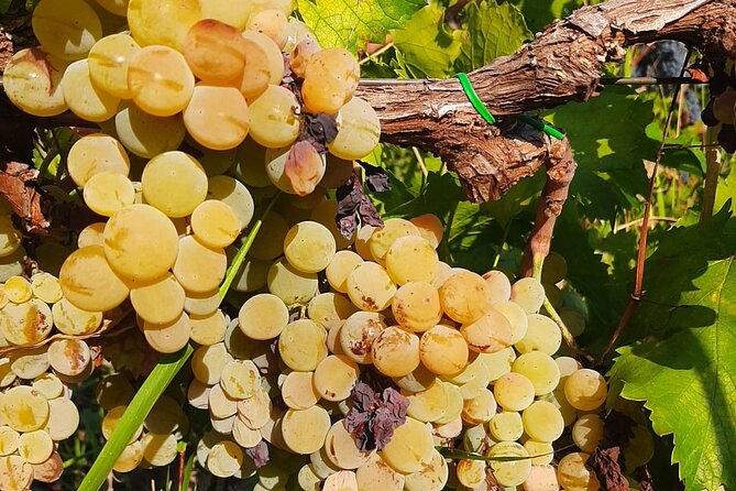 Berat 4x4 Off-Road and Vineyard Wine Tasting - Who Should Book This Tour?