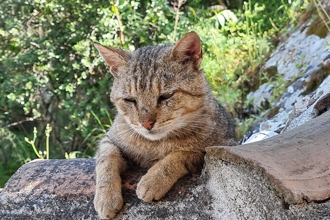 Berat Full Day Trip From Tirana - Meeting and Pickup Details