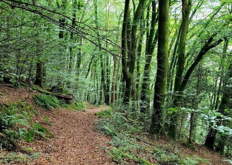 Bere Alston: Guided Walk to Bere Ferrers - Meeting Point and Parking Considerations