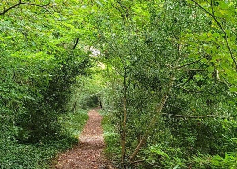 Bere Alston: Guided Walk to Bere Ferrers - Why This Tour Works Well