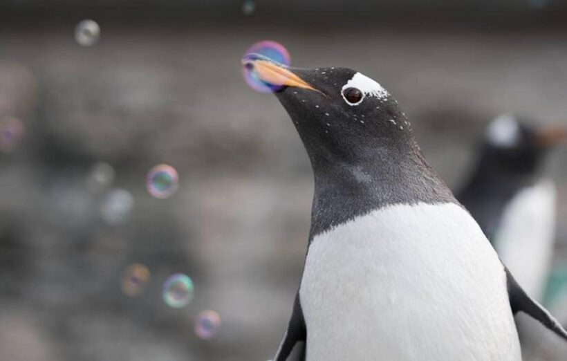 Bergen: Bergen Aquarium Entry Ticket - Who Should Visit?