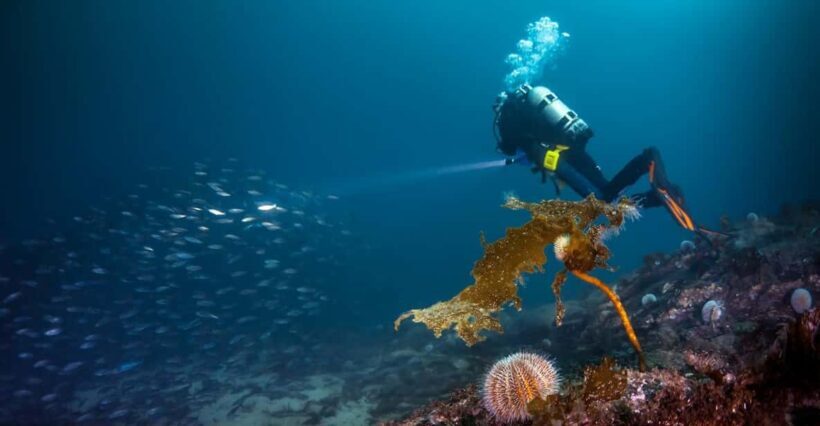 Bergen: Guided Scuba Diving - A Closer Look at the Bergen Guided Scuba Experience