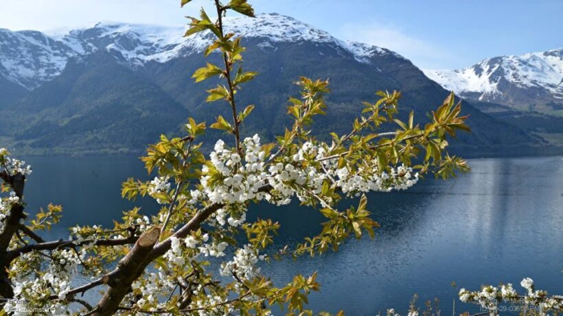 Bergen: Hardangerfjord, Voss Gondola & 3 Great Waterfalls - Analyzing the Value: Is $263 Worth It?