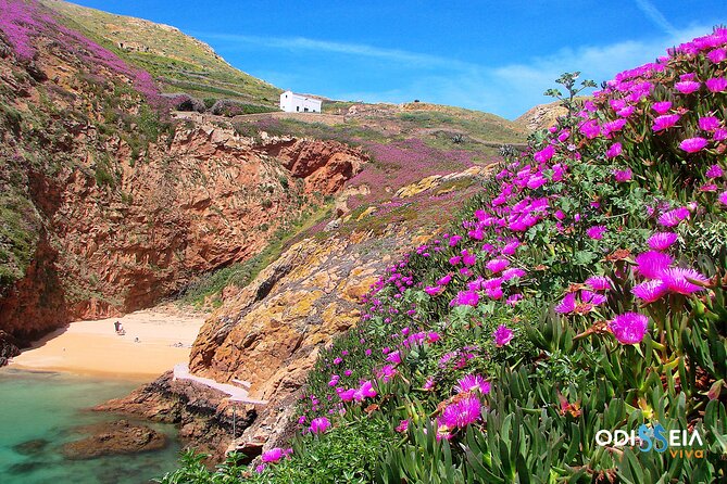 Berlengas Island Catamaran Tour - Round Trip - Accessibility and Conditions