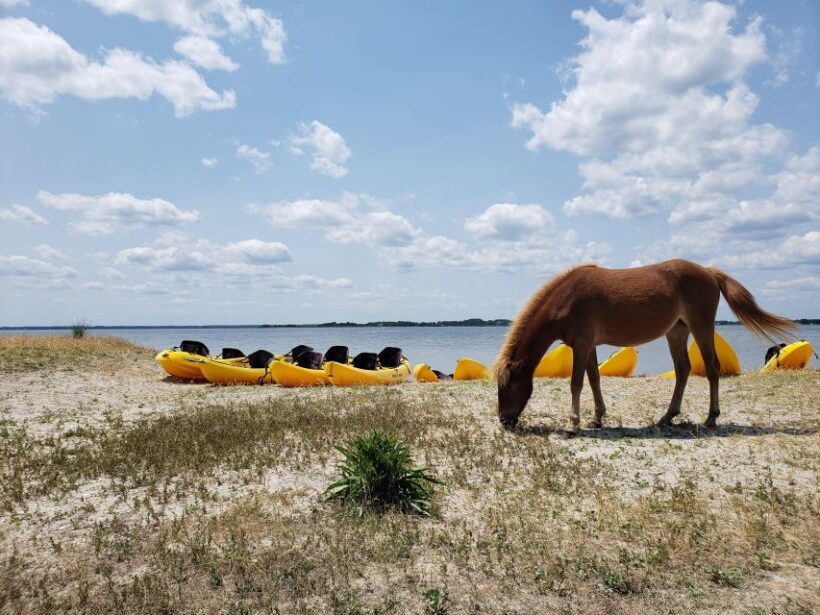 Berlin: Assateague Island Wildlife Discovery Kayak Tour - Who Will Love This Tour?