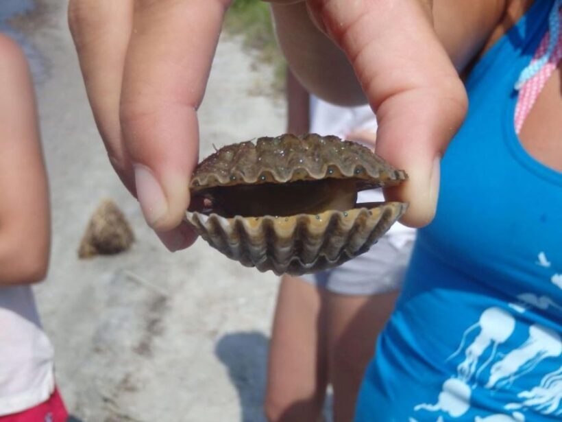 Berlin: Assateague Island Wildlife Discovery Kayak Tour - In The Sum Up