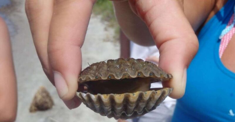 Berlin: Assateague Island Wildlife Discovery Kayak Tour - Final Thoughts: Who Will Appreciate This Tour?