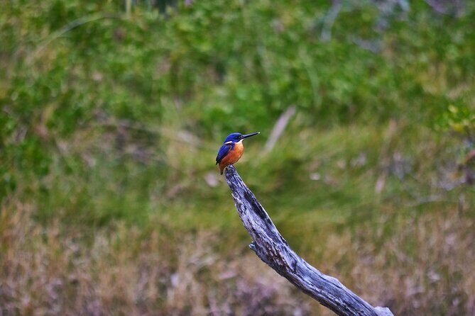 Bermagui River Kayak Tour - The Morning Tea Experience