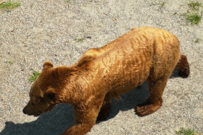 Bern and Emmental in a Day from Luzern - Who is This Tour Best For?