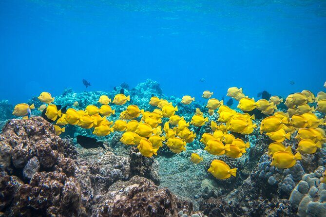 Best Coral Reef Snorkel Tour in Kona - Protected Marine Sanctuary - A Closer Look at the Best Coral Reef Snorkel Tour in Kona
