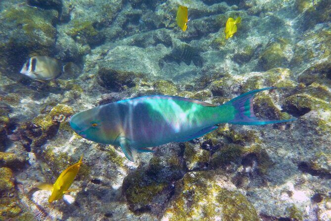Best Coral Reef Snorkel Tour in Kona - Protected Marine Sanctuary - The Experience from the Water: A View into Hawaii’s Marine Life