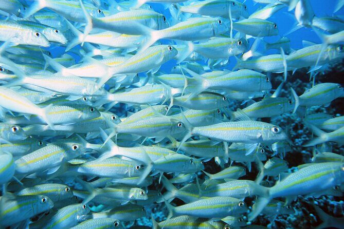 Best Coral Reef Snorkel Tour in Kona - Protected Marine Sanctuary - Authentic Reviews: What Participants Say
