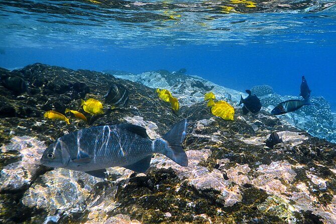 Best Coral Reef Snorkel Tour in Kona - Protected Marine Sanctuary - Practical Tips for Booking and Preparing