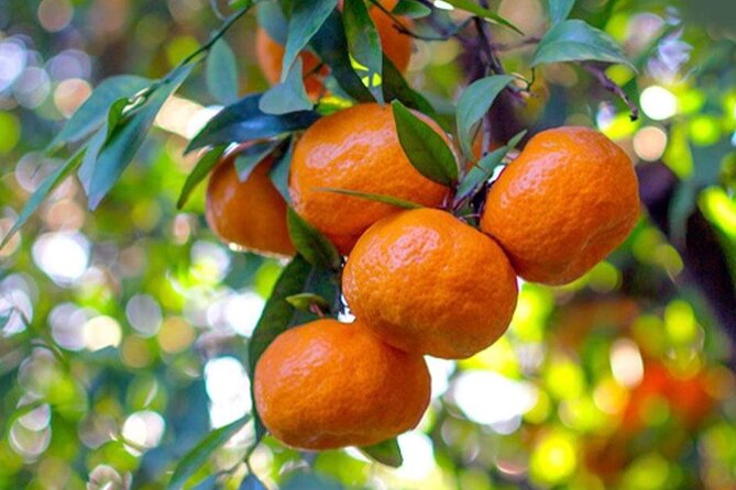 Best Corfu Tour With Boat Trip & Old Town for Cruise Passengers - Meeting Point and Transportation Details for Ease of Access