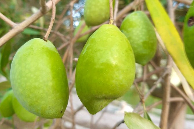 Best Corfu Tour With Boat Trip & Old Town for Cruise Passengers - Reviewing Traveler Feedback: What Previous Guests Have Said