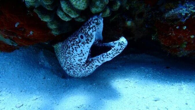 Best Cozumel Jet Ski Tour + Drinks + Snorkeling - Introduction: What this tour offers and who it suits