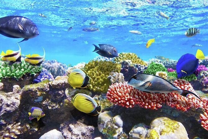 Best half-day snorkel tour: visit Kaan Luum, Yalku & Cenote - Practical Details: Transportation and Comfort