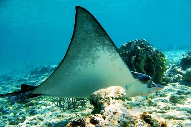 Best half-day snorkel tour: visit Kaan Luum, Yalku & Cenote - Whats Included and Whats Not