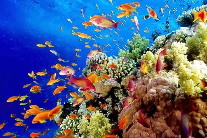 Best half-day snorkel tour: visit Kaan Luum, Yalku & Cenote - Authentic Perspectives from Travelers