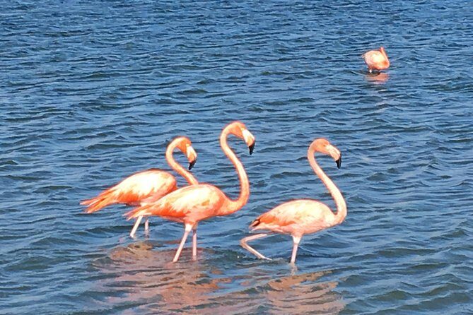 Best Highlight Island Tour - Perfect Day Tour. Small group Tour - Transportation and Group Size