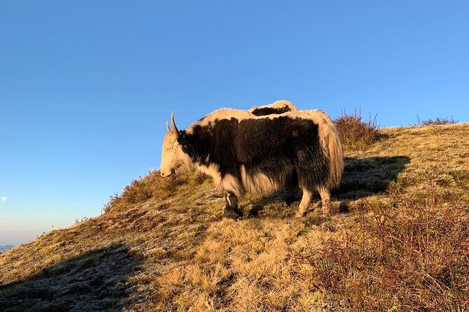 Best Hiking Trek - SWISSA - Introduction to the Mulde Hill Trek Experience