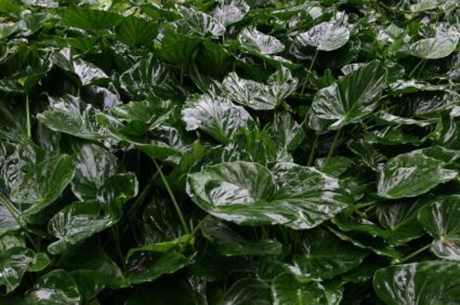 Best Kauai Northeast, Fern Grotto River Cruise & Lighthouse Tour - Key Points