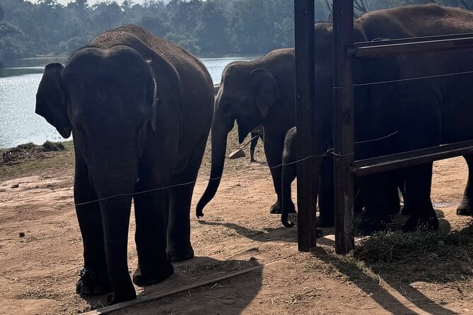 Best of Bengaluru in a Tuk Tuk - The Sum Up