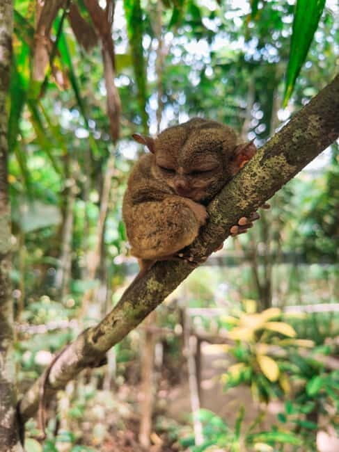 BEST OF BOHOL: Chocolate Hills & Tarsier w Lunch at Loboc - The Sum Up
