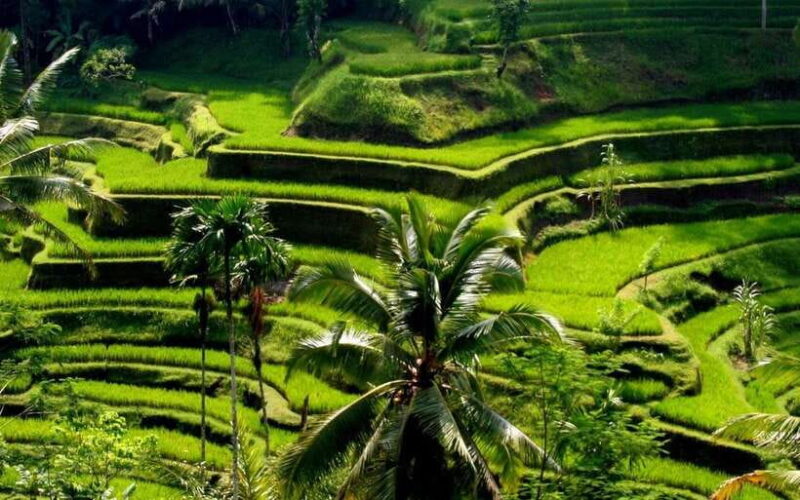Best of Central Bali: Waterfall, Elephant Cave & Rice Fields - Final Thoughts