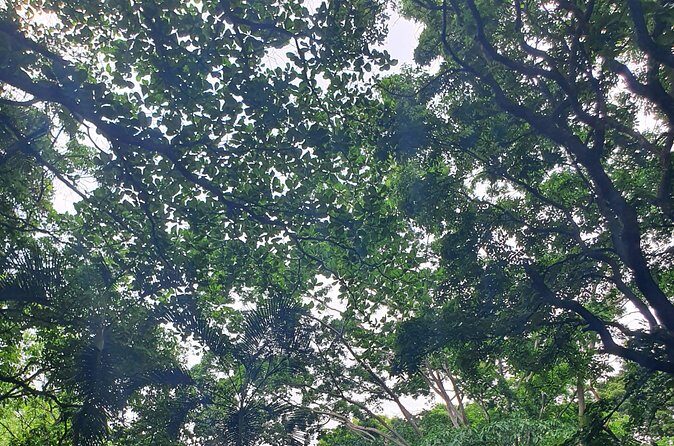 Best of Grenada Falls, Lake, Rum and Cocoa Experience - Final Thoughts