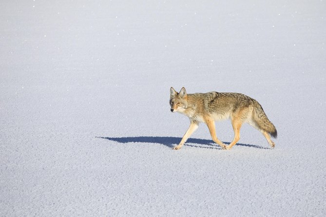 Best of Jackson Hole Wildlife Private Safari Tour - What’s Included and What’s Not