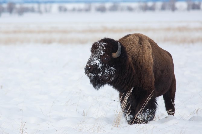 Best of Jackson Hole Wildlife Private Safari Tour - How the Day Unfolds