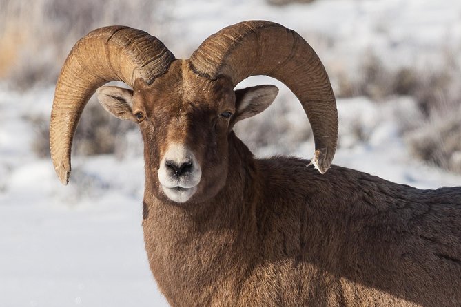 Best of Jackson Hole Wildlife Private Safari Tour - The Value of a Private Tour