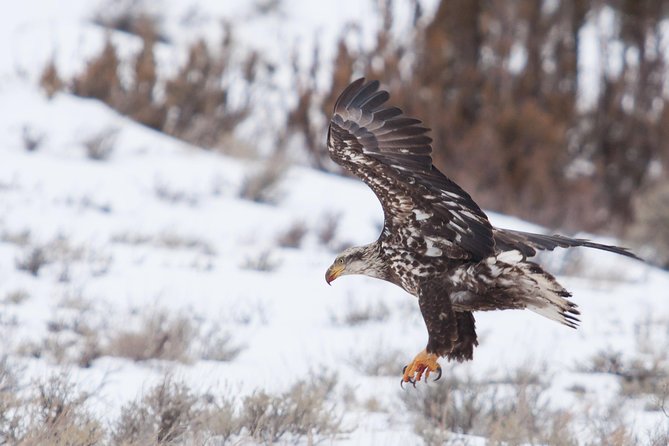 Best of Jackson Hole Wildlife Private Safari Tour - Who Will Love This Tour?