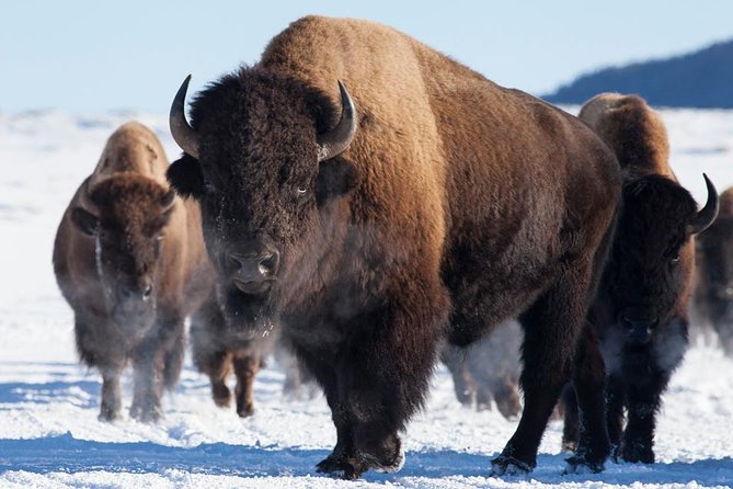 Best of Jackson Hole Wildlife Safari Tour - Wildlife Spotting Opportunities