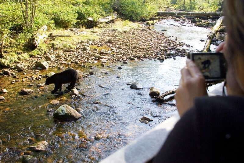 Best of Kananaskis PRIVATE SAFARI Tour + Custom Nature Walk - A Detailed Look at the Kananaskis Private Safari and Custom Nature Walk