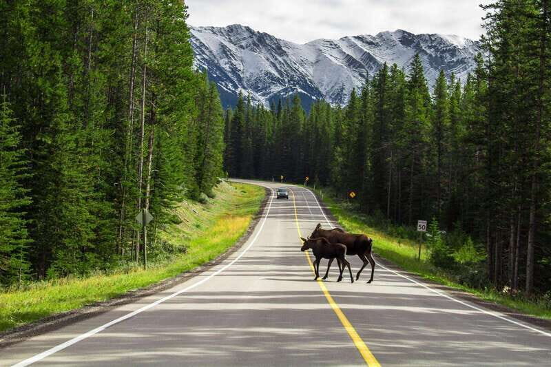 Best of Kananaskis PRIVATE SAFARI Tour + Custom Nature Walk - Who Should Consider This Tour?