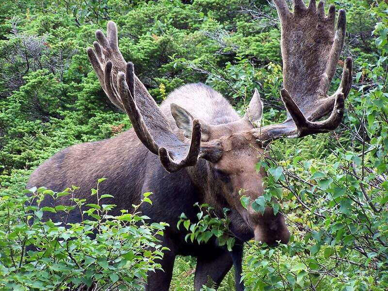 Best of Kananaskis PRIVATE SAFARI Tour + Custom Nature Walk - FAQ