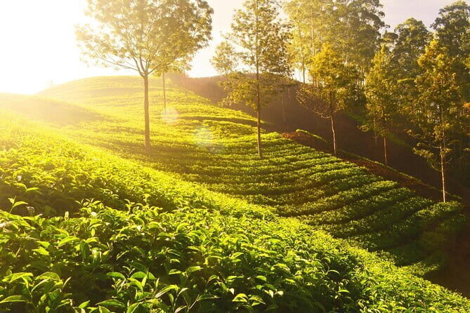 Best of Kerala - Why This Tour Is Worth Considering