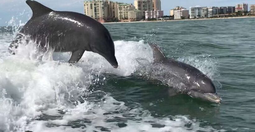 Best of Marco Dolphin Tour - Key Points