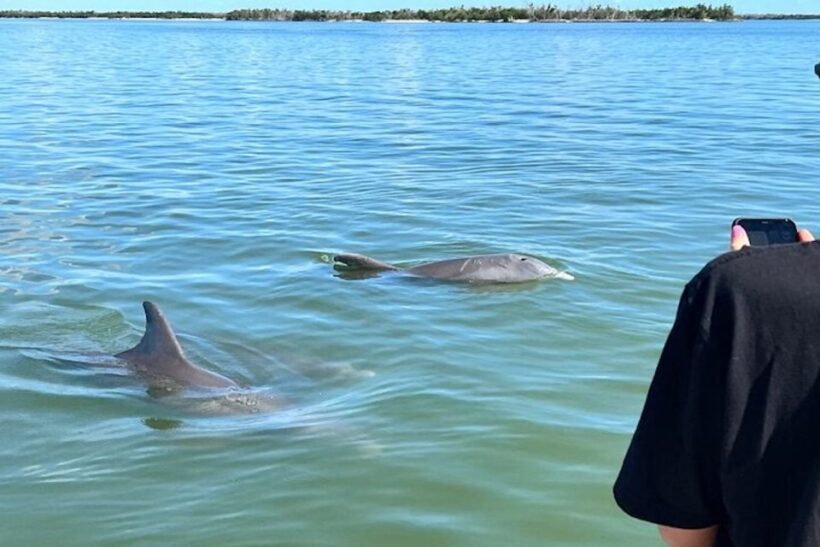 Best of Marco Dolphin Tour - What to Expect on a Typical Day